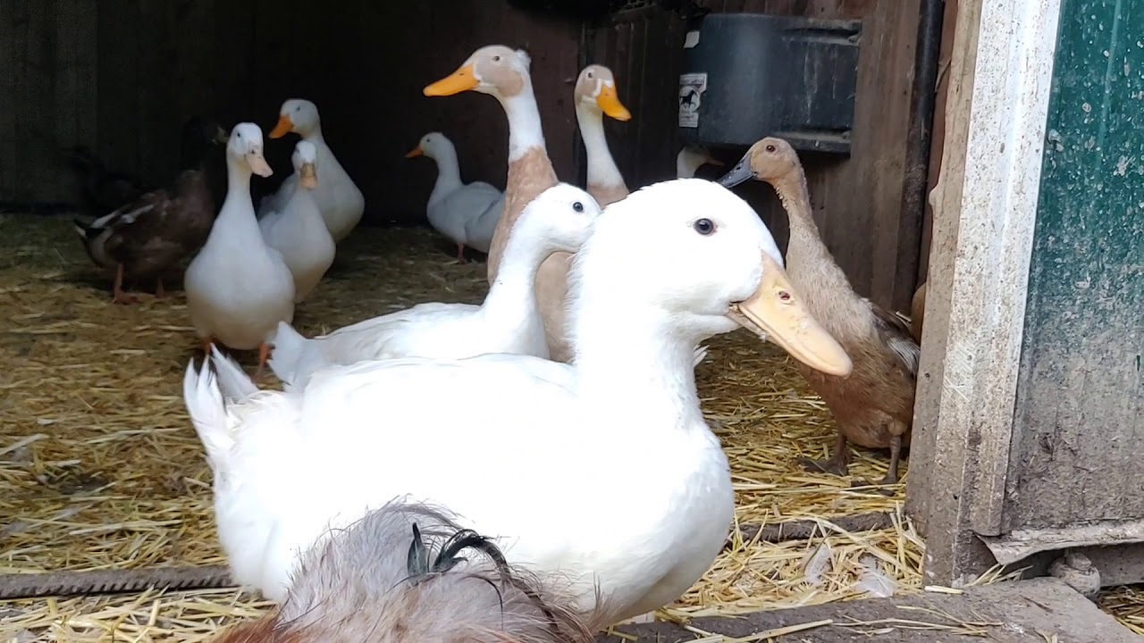 Funny Little Rooster Needs Attention