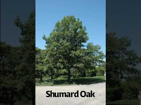Shumard Oak Identification | Weaver Family Farms Nursery