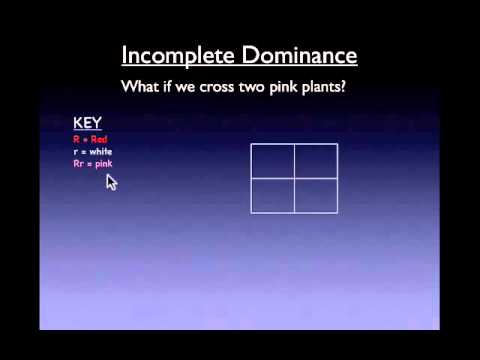 Incomplete Dominance Review