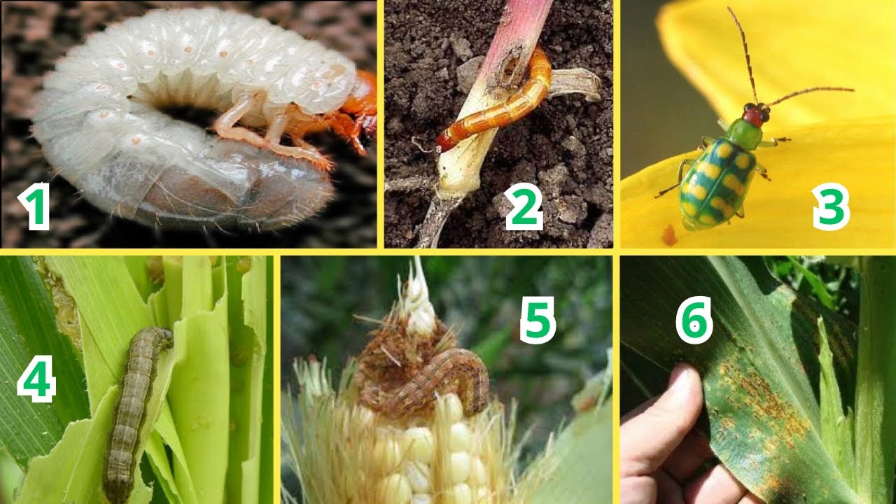 The 7 Most Harmful Pests of Corn Crops - management and control of insects in corn crops