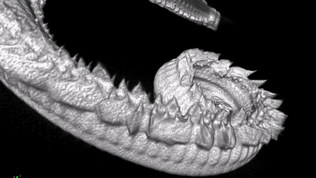 Alitta virens clam worm
