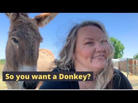 Should I buy a donkey? 15 things you need to consider before getting a donkey.