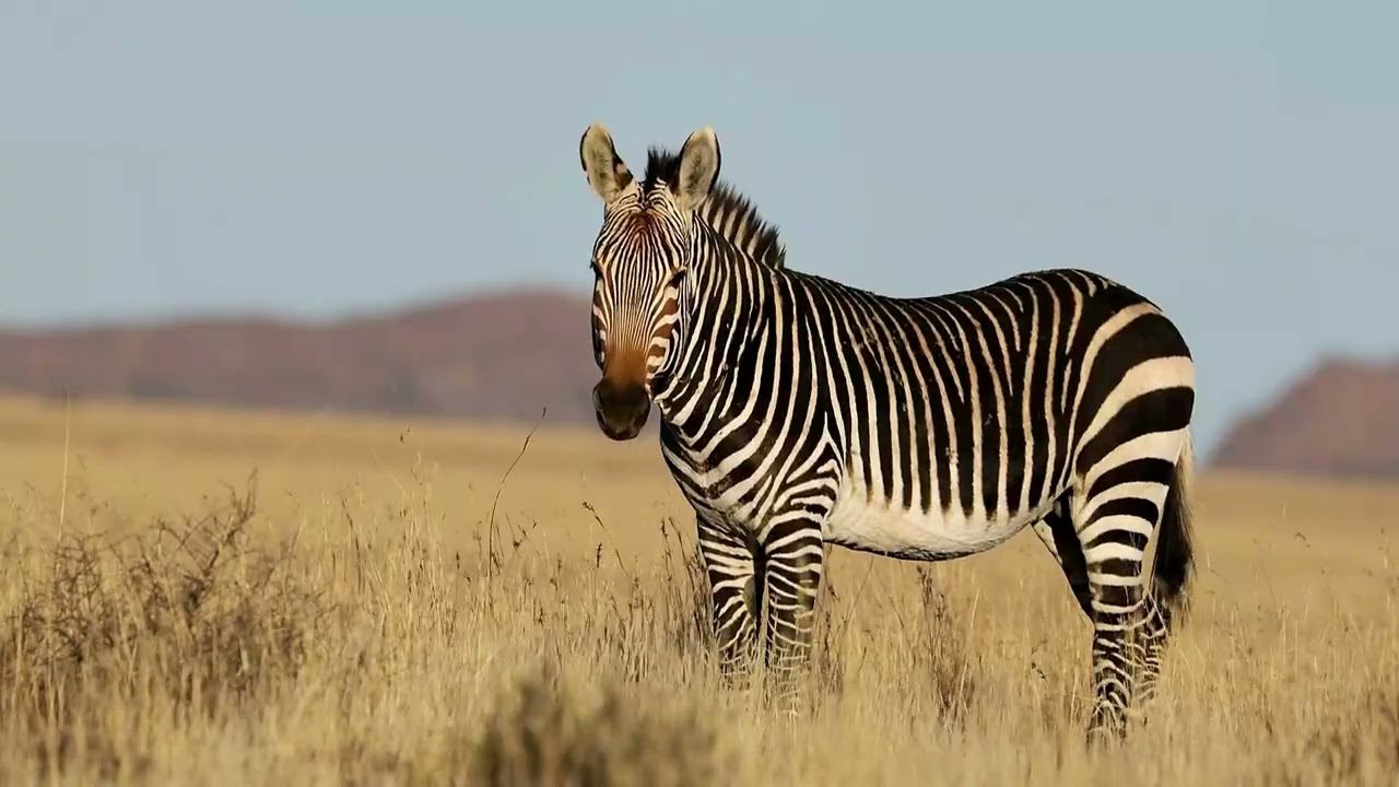 Zebra Teeth: Designed for Grazing