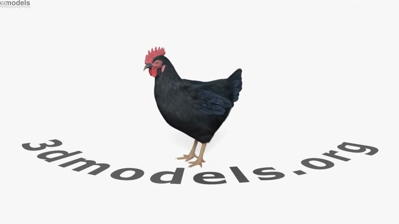 Black Chicken (Hen) 3D model by 3DModels.org