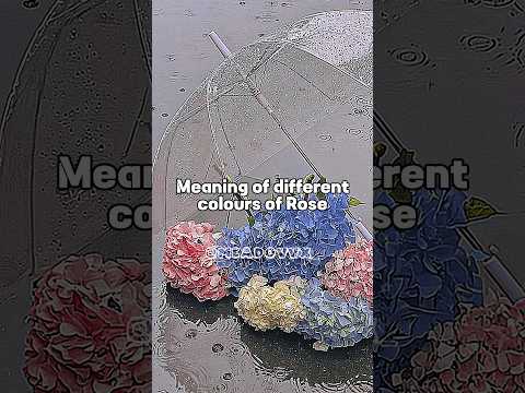 Meaning of Roses๐ท#aesthetic #shorts #rose #shortsfeed #trending #popular #viral #explore #fyp #fypใท