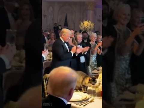 Donald Trump & Elon Musk at a Grand Gala – Unexpected Moments