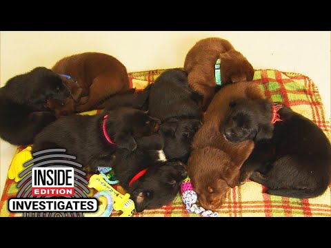 8 Puppies Found in Wisconsin Dumpster Are Named After Cheese