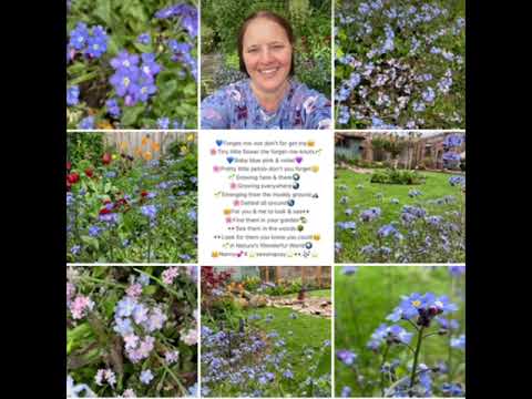 Forget-Me-Nots Flower Poem Nature’s Wonderful World Poems & Songs Nanny K seesingsay