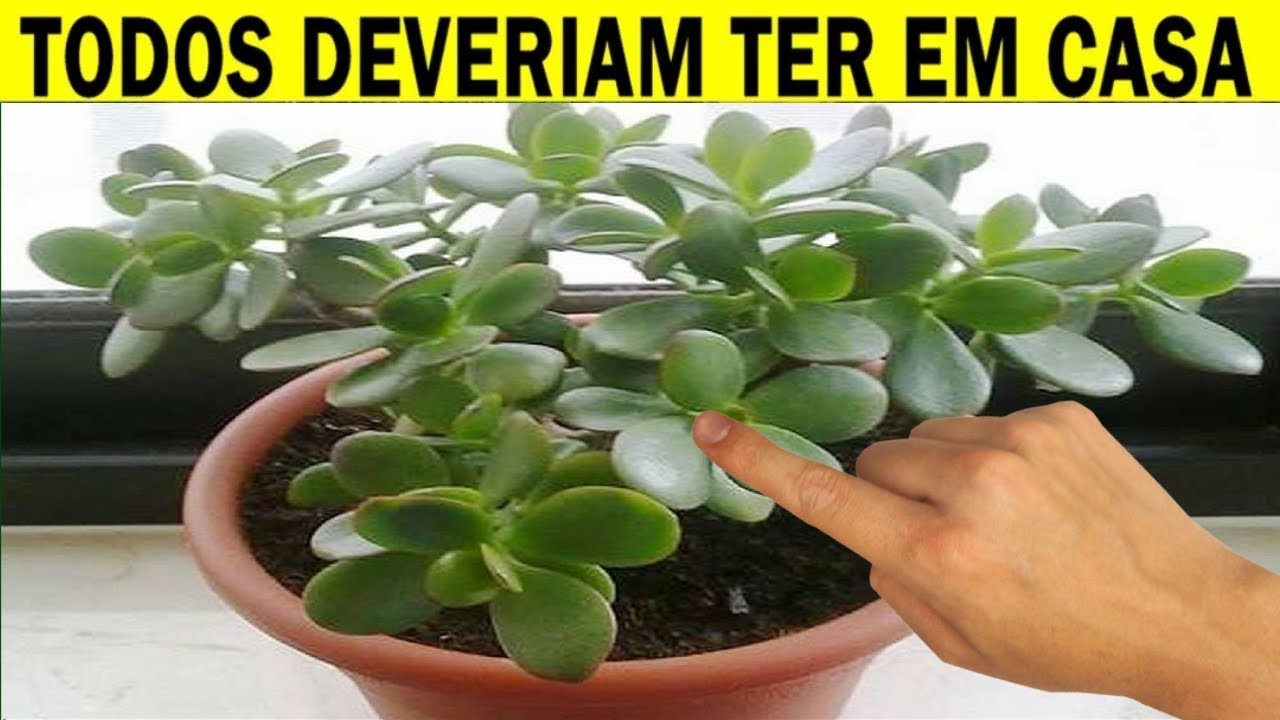 Tenha Essa PLANTA Em Sua Casa! Ela ATRAI DINHEIRO, Sorte e Prosperidade | Planta da Felicidade