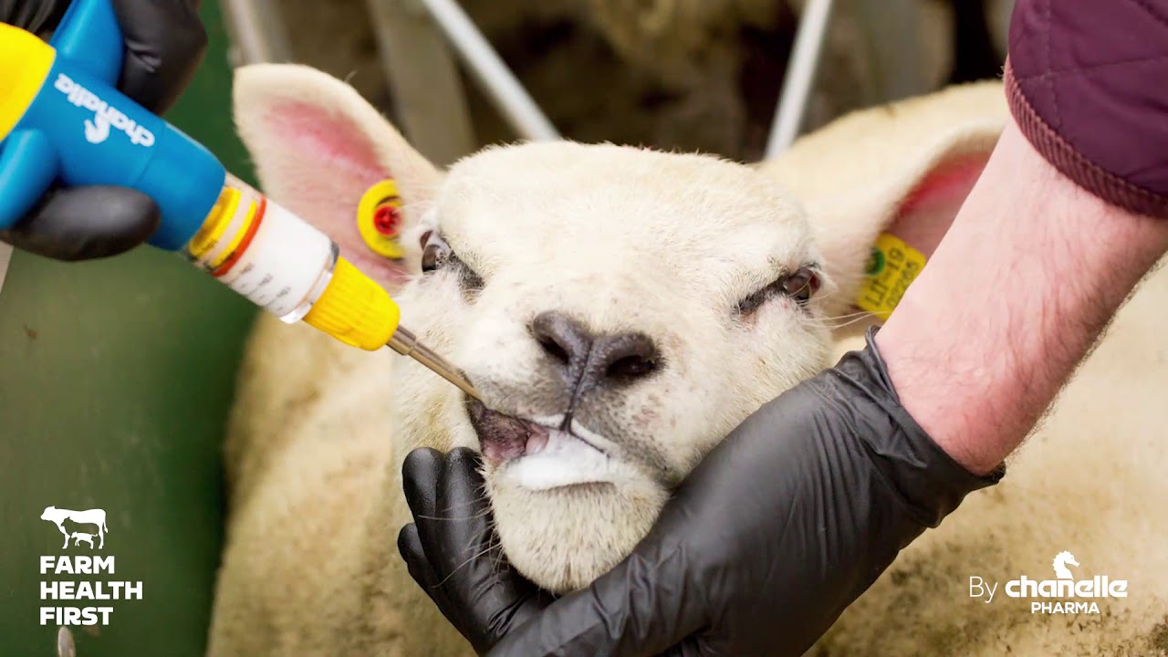 Video | Dosing Sheep Around Breeding Time | Farm Health First
