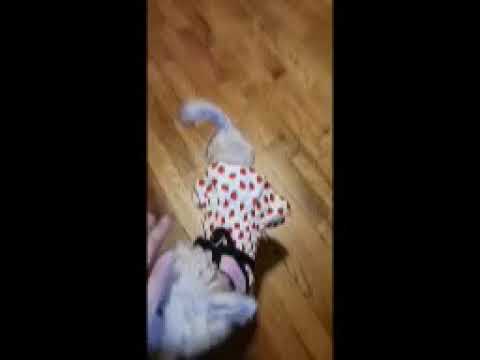 Video of adoptable pet named Foxy Roxy