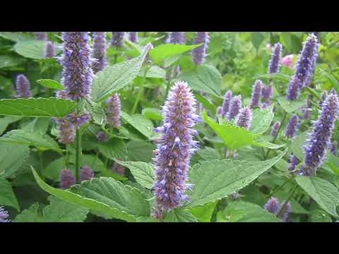 Anise Hyssop