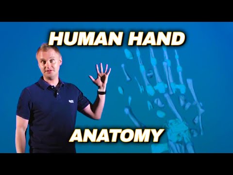 The Anatomy and Mechanics Of The Human Hand