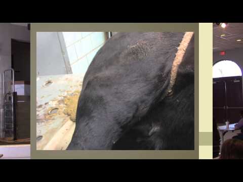 Show Cattle Veterinary and Health Considerations Dr. Gary Warner, DVM