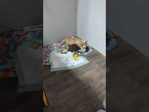 Creative ways to play when you're small and learning #puppy #corgi #funny #love