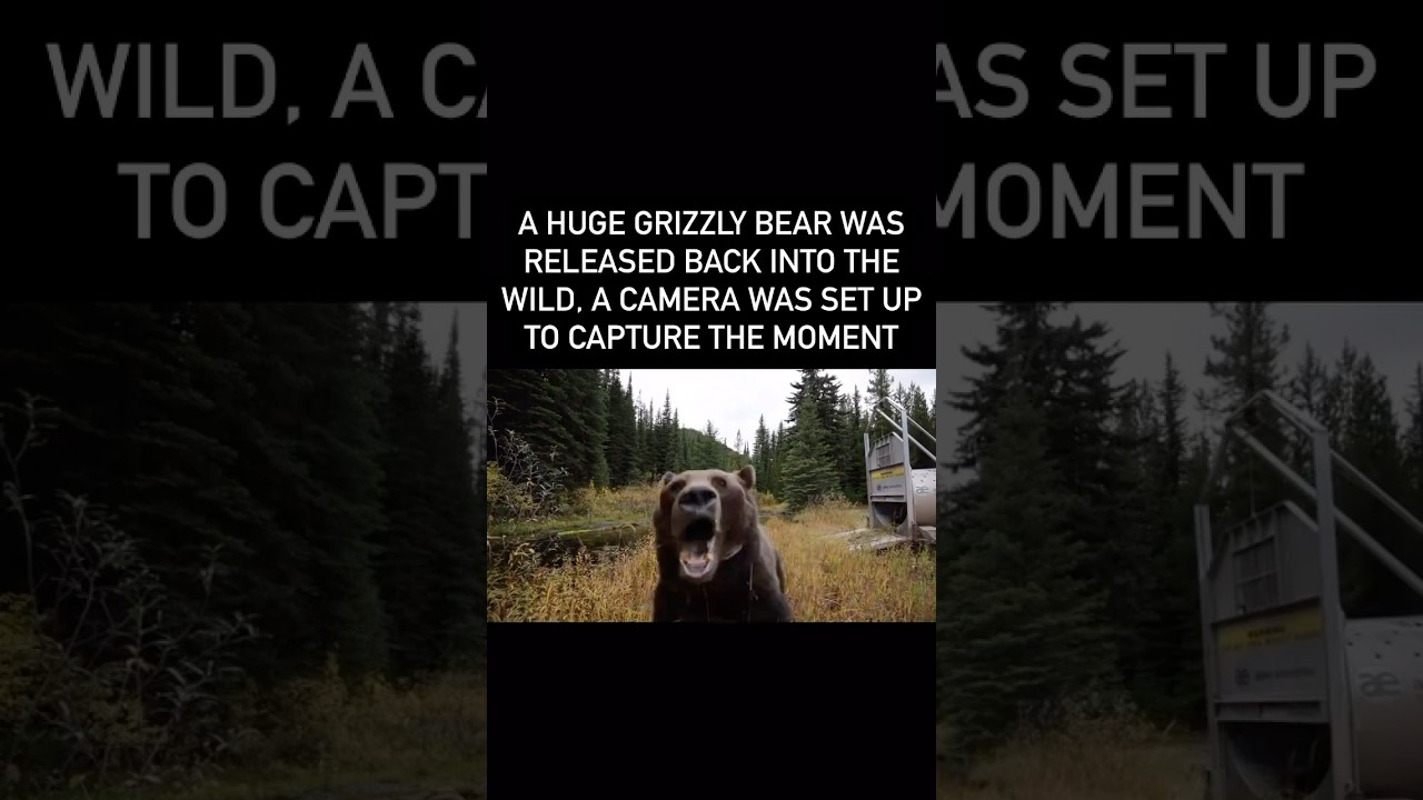 A HUGE GRIZZLY BEAR WAS RELEASED BACK INTO THE WILD. A CAMERA WAS SET UP TO CAPTURE THE MOMENT