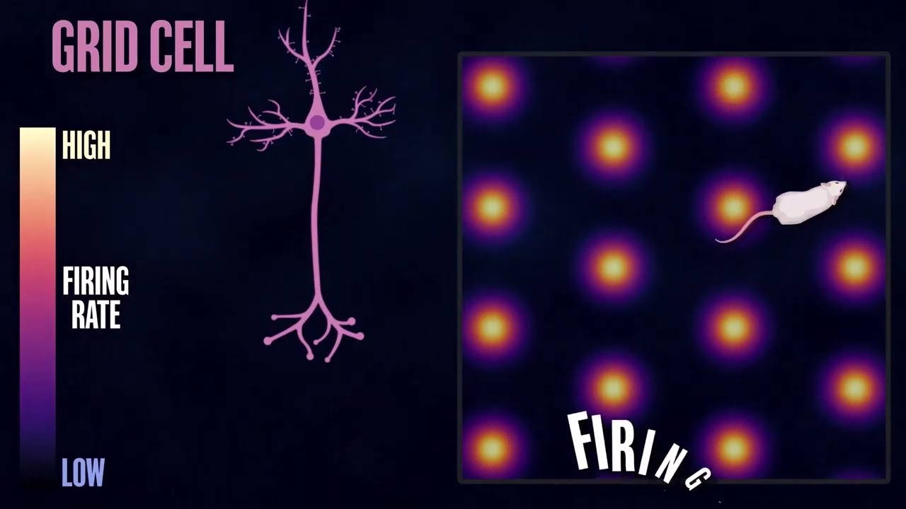 The Science of Grid Cells and Spatial Navigation
