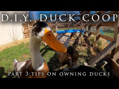 D.I.Y. DUCK COOP // COOP RENOS // DUCK EGGS // TIPS. ACTV - S2. E6.