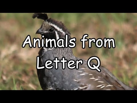 Q Letter Animals