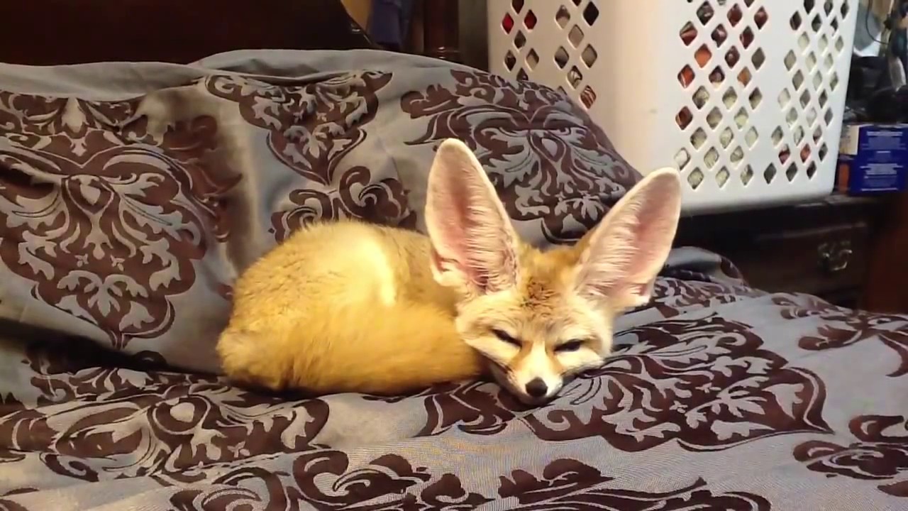A Sleepy Fennec