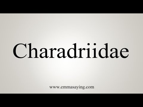 How To Say Charadriidae