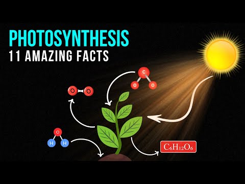 Learn 11 Amazing Facts About Photosynthesis - Mind Luster