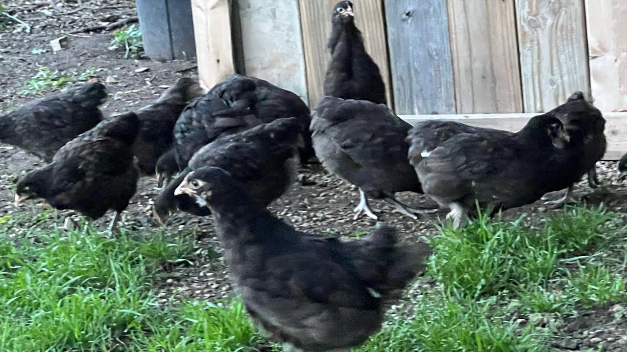 Chocolate Orpington chicks moving day!