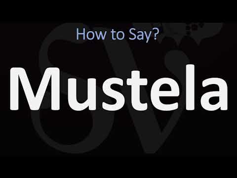 How to Pronounce Mustela? (CORRECTLY)