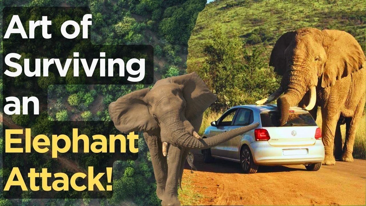 Art of Surviving an Elephant Attack! | Explorer's Diary