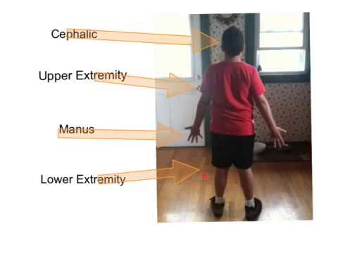 Orientation Of the Human Body; Directional Terms | Anatomy & Physiology