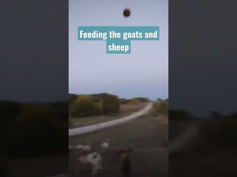 Feeding Pumpkins to Sheep & Goats