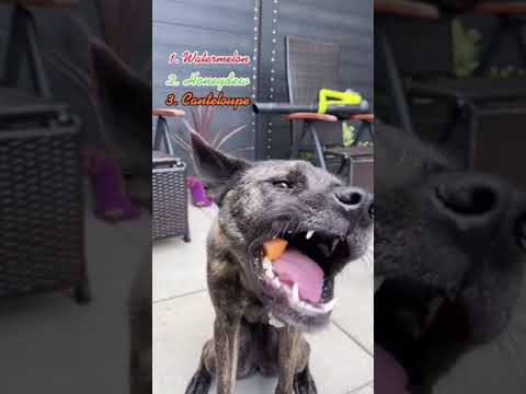 Fruits you CAN and CANNOT give your dog | #Shorts