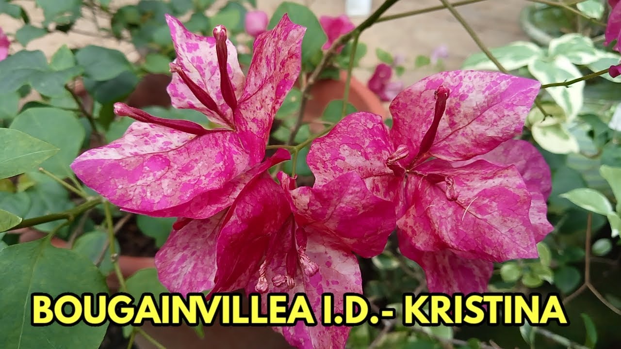 BEAUTIFUL BOUGAINVILLEA - KRISTINA #bougainvillea #bougie #viral #trending #fyp #viralvideo #flowers
