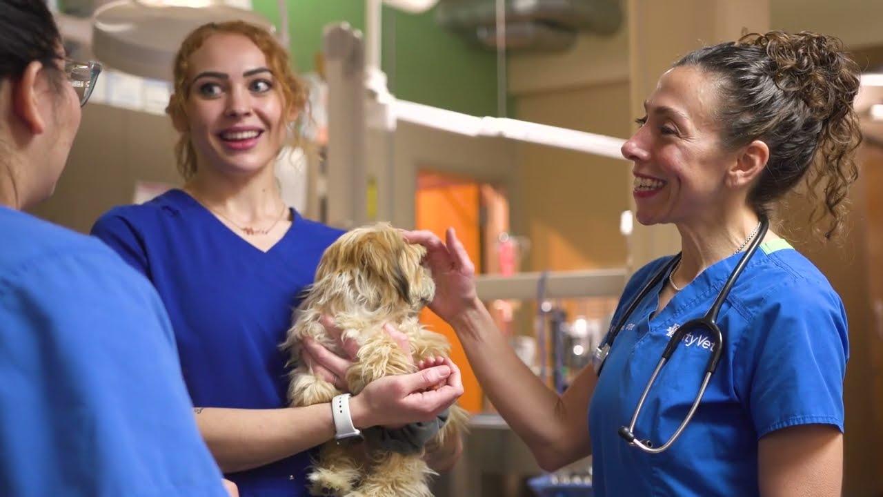 An Overview Of CityVet