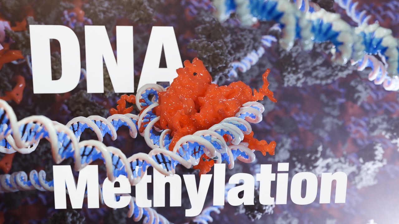 DNMT1, UHRF1, and the Secrets of Epigenetic DNA Methylation