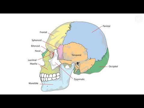 Wikipedia Picture of the Day: 2019-11-01 - Human skull (Narrated by Brian)