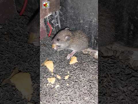 Brown Rat Sounds 🐀 | Mouse Sounds #shorts