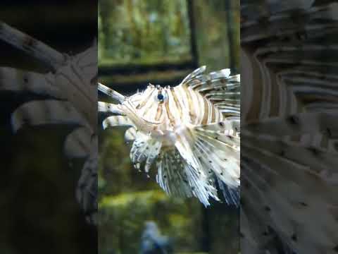 Scorpion Fish #scorpionfish