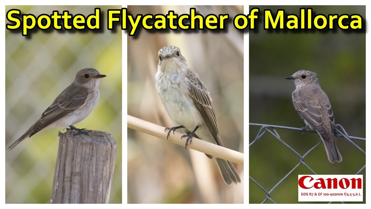 Spotted Flycatcher Mediterranean - Muscicapa tyrrhenica balearica