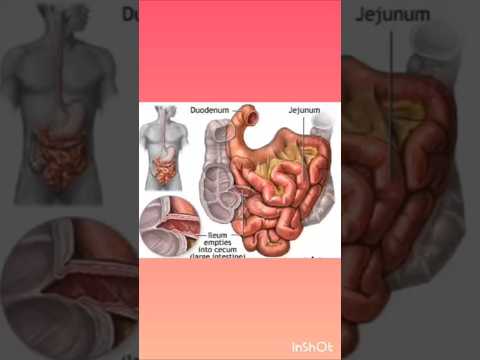 DUODENUM??? meaning and function #icsebiology #digestivesystem #9thclass #duodenum