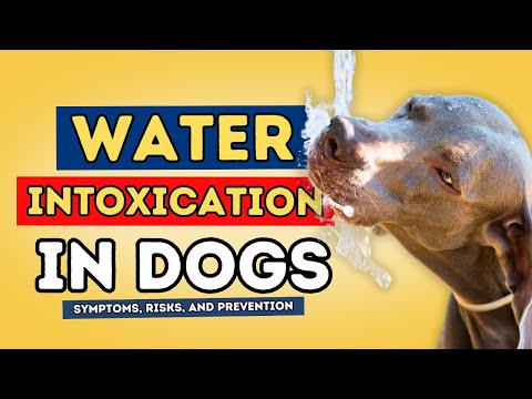 Can Dogs Die From Drinking Too Much Water? Learn How to Prevent It