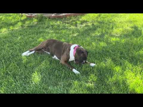 Video of adoptable pet named Myla