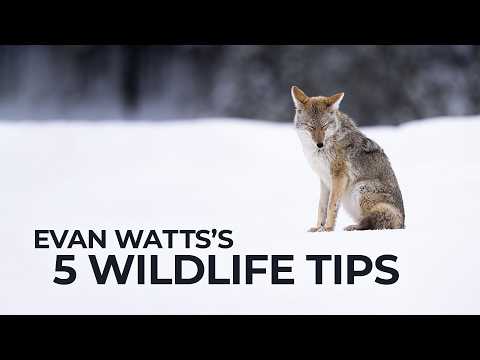 Watts's Wildlife Photography Tips: How to Improve Your Photos