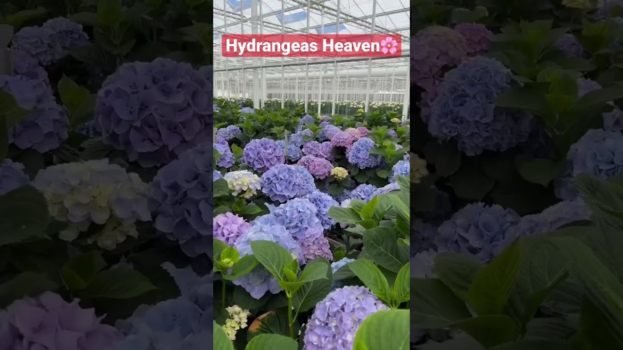 Hydrangeas Heaven 🌸🌸🌸 #shorts #youtube #tiktok #instagram #love #asmr #flowers #fyp