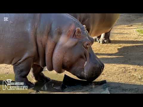 The Mighty Hippopotamus: Secrets of Africa’s River Giant | Wildlife Documentary