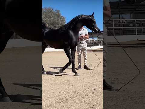 THE BLACK STALLION #adham #arabianhorse #luxury #expensive #scottsdale #usa #arabian #equestrian
