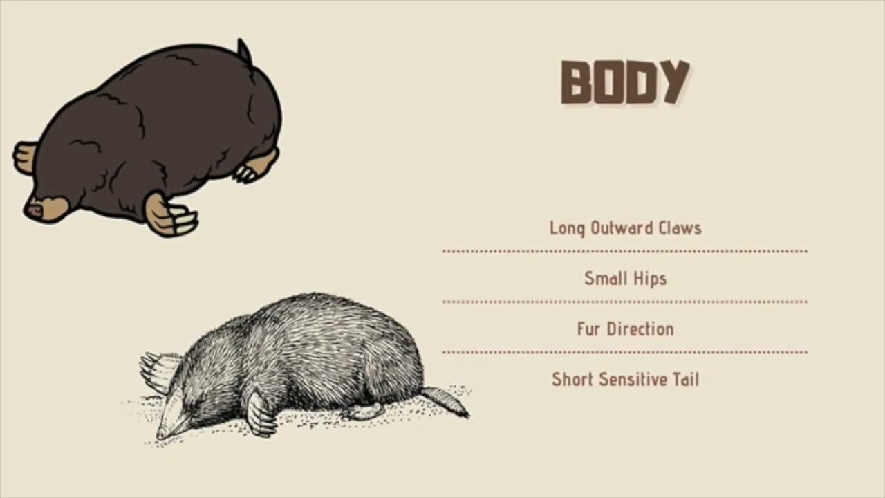 Eastern mole anatomy