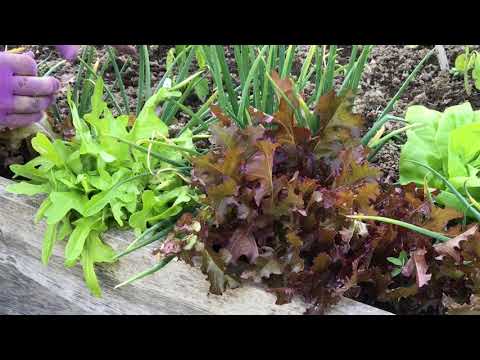 Lettuce Types - Their Strengths and Weaknesses