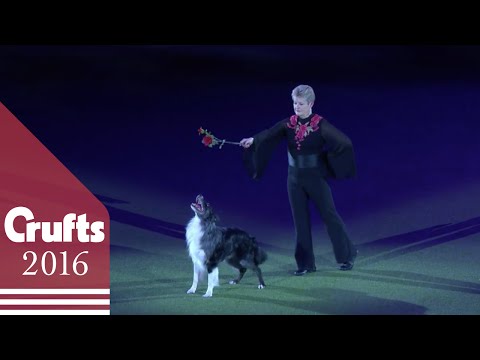 Mary Ray's Heelwork to Music Performance at Crufts 2016