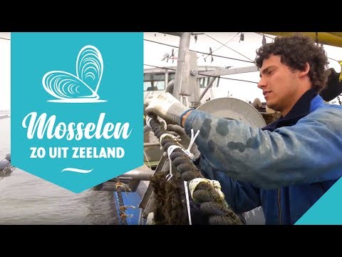 Hebben jullie het verhaal van de Mossel al eens bekeken? – Premier ...